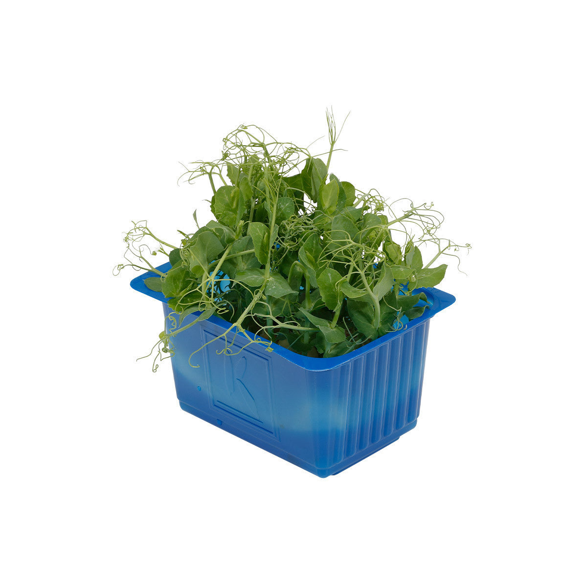 Affilla Cress – Fruve London