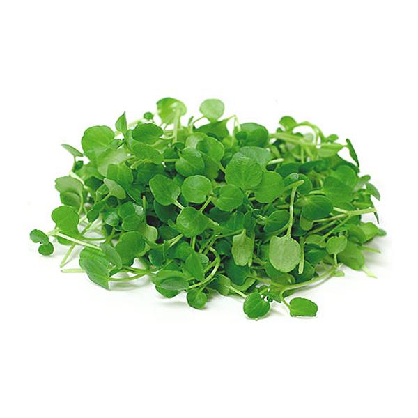 Baby Watercress – Fruve London